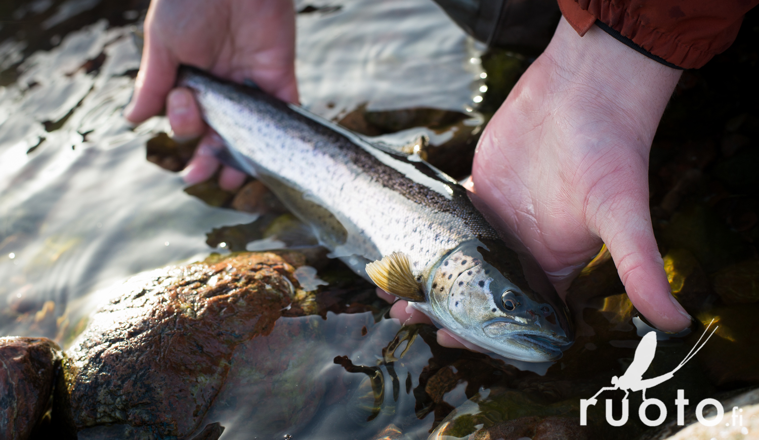 Taimen – ruotoblog